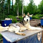 Fairbanks: Siberian Husky Kennel Tour - Who Should Book This Tour?