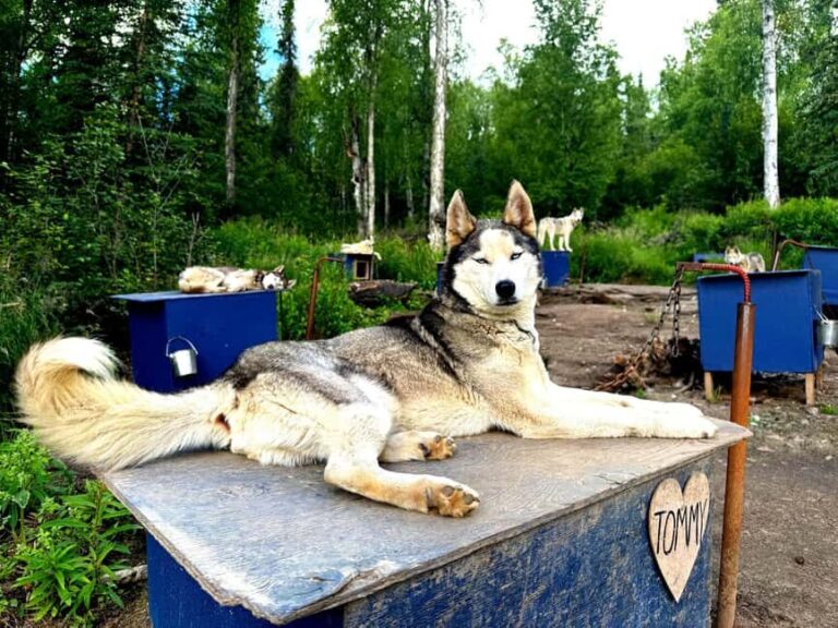 Fairbanks: Siberian Husky Kennel Tour - Who Should Book This Tour?