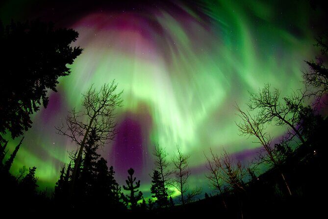 Fall Color Tour in Yukon from Whitehorse - Practical Details and Value