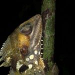Family Night Walking Tour at Tropical Rainforest in Daintree - What Travelers Should Know