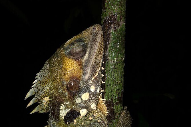 Family Night Walking Tour at Tropical Rainforest in Daintree - What Travelers Should Know