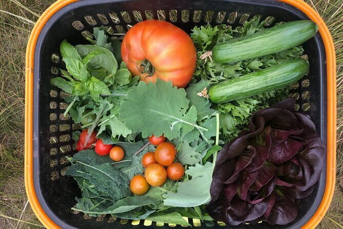 Farm to Table: Organic Farm Visit and Mongolian Cooking Class - Authenticity and Insight from Reviews