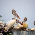 Fatehpur, Bird Sanctuary, Chand Baori Jaipur Drop From Agra - The Itinerary Breakdown