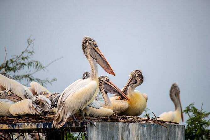 Fatehpur Sikri, Bird Sanctuary, Chand Baori Jaipur Drop from Agra - Who’s This Tour Best For?