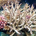 Fijis Best Dolphins tour and Snorkeling Adventure - What You’ll Love About This Tour