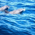 Fingal Head: Cook Island Sea Turtle Snorkel & Boat Transfers - The Experience in Detail