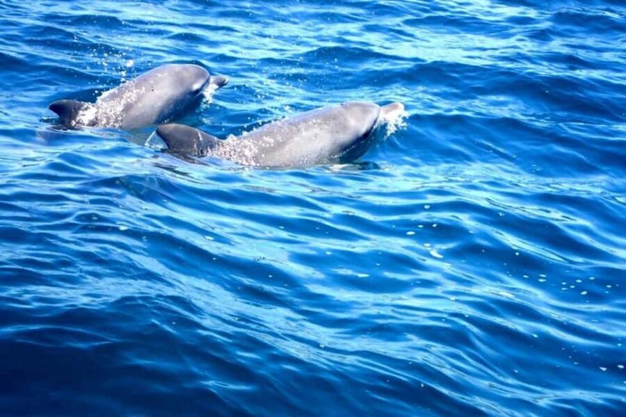 Fingal Head: Cook Island Sea Turtle Snorkel & Boat Transfers - The Experience in Detail