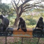 Fireflies and Kuala Selangor Tour Including Dinner - Who Is This Tour Best For?