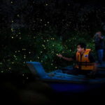 Firefly, Eagle Feeding, and Blue Tears Kuala Selangor Tour - Why You Should Consider This Tour