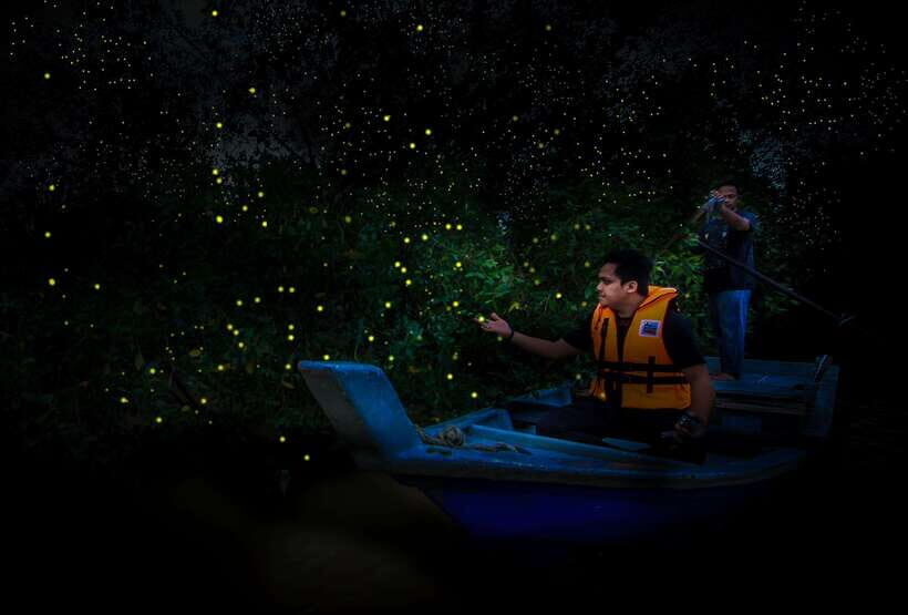 Firefly, Eagle Feeding, and Blue Tears Kuala Selangor Tour - Why You Should Consider This Tour
