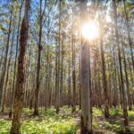 First Class Lunch and Margaret River Wine Tour - A Closer Look at the Tour Itinerary