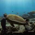 First Timers and Non-Swimmers Snorkeling Experience in Wailea - What do you get for the price?