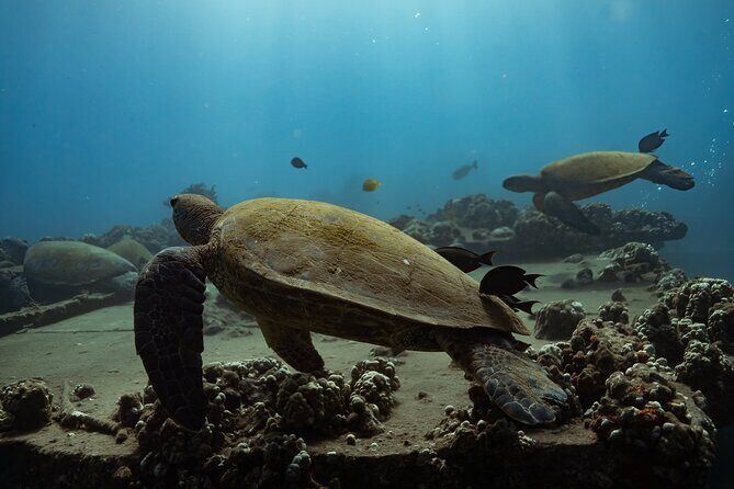 First Timers and Non-Swimmers Snorkeling Experience in Wailea - What do you get for the price?
