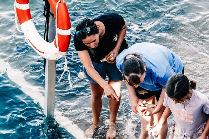 Fish Feeding Activity in Darwin - Understanding the Experience: What to Expect During Your Visit