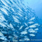Fisheye Divers: Discover Scuba Diving - Exploring the Itinerary in Detail