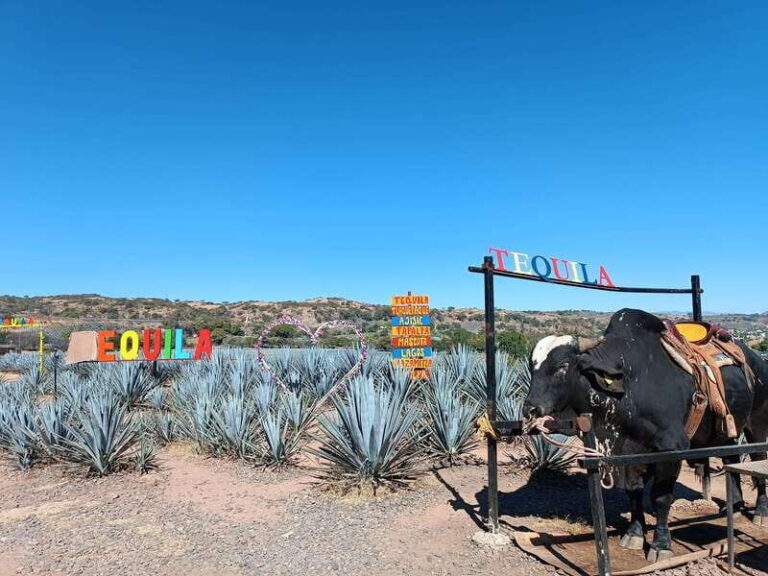 Five-star factory: Meet Orendain tequila. - Exploring the Experience: A Step-by-Step Breakdown