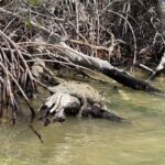 flamingo tour in Rio Lagartos, Yucatan 3 hours - An In-Depth Look at the Rio Lagartos Flamingo Tour