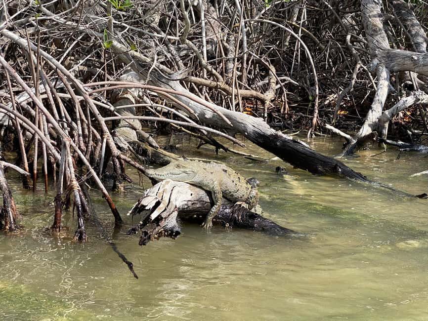 flamingo tour in Rio Lagartos, Yucatan 3 hours - An In-Depth Look at the Rio Lagartos Flamingo Tour