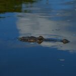 Flamingos Tour in Rio Lagartos Yucatan 2 hours - Authentic Encounters and Notable Highlights