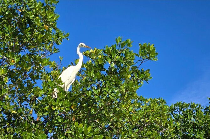 Florida Keys Kayak And Paddleboard Rentals - Detailed Itinerary and Experience Breakdown