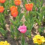 Flower day-trip in Beijing Olympic Forest Park - Frequently Asked Questions