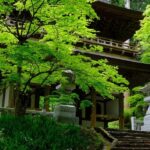 Fm Odawara: Forest bathing and onsen with healing power - An in-depth look at what this tour offers