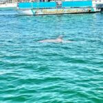 Fort Walton Beach: Emerald Coast 2-hour Dolphin Cruise - FAQ