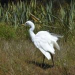 Franz Josef Glacier: 2-Hour Scenic Lake Mapourika Cruise - The Value of the Experience