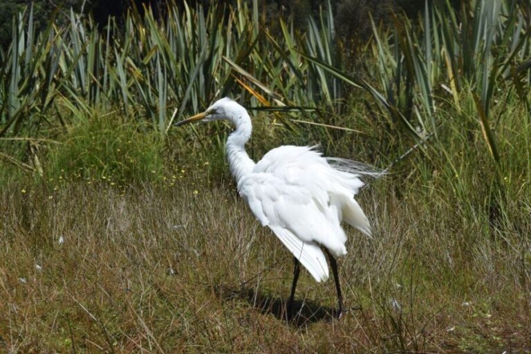 Franz Josef Glacier: 2-Hour Scenic Lake Mapourika Cruise - The Value of the Experience
