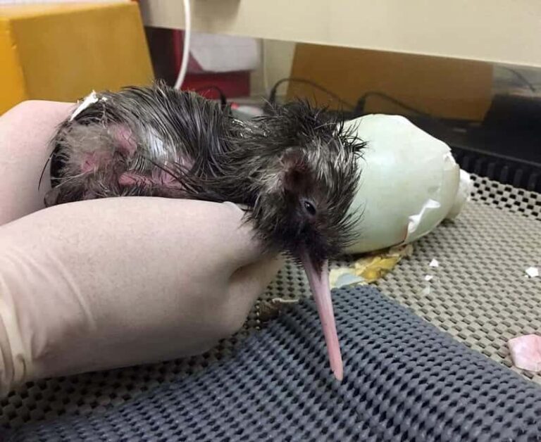 Franz Josef: Kiwi VIP Backstage Pass Tour - An In-Depth Look at the Kiwi VIP Backstage Pass Tour