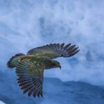 Franz Josef to Christchurch 1-Way Small Group Tour via Hokitika - Who Should Consider This Tour?