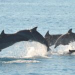 Fraser Island 4-Hour Eco-Sailing Adventure - Key Points
