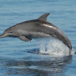 Fraser Island & Dolphin Sailing Adventure - Price & Overall Value