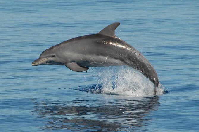Fraser Island & Dolphin Sailing Adventure - Price & Overall Value