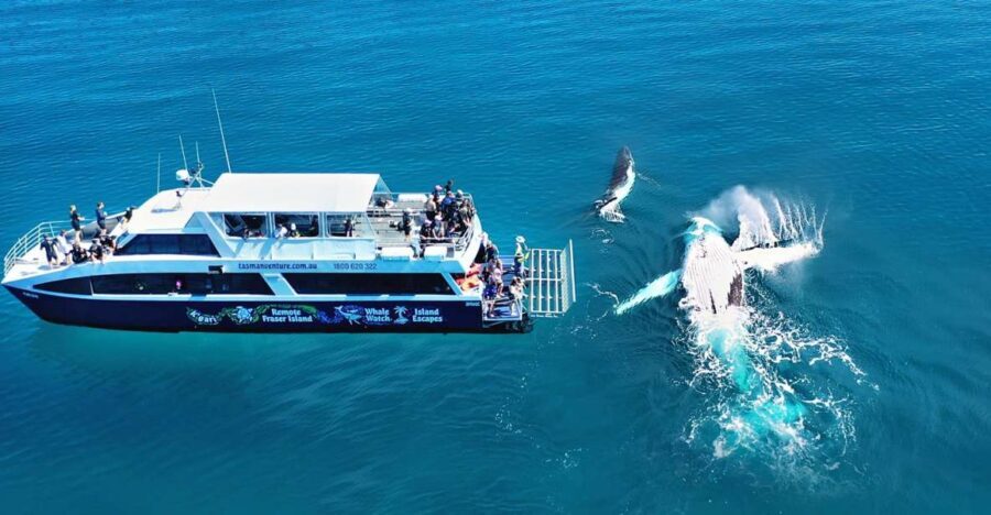 Fraser Island (K'gari): Remote Island and Whale Experience - The Practical Side: What You Need to Know
