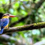 Fraser's Hill Bird-Watching & Nature Sightseeing Tour from Kuala Lumpur - Practical Tips for Travelers