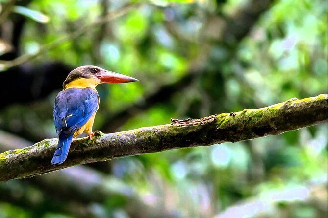 Fraser's Hill Bird-Watching & Nature Sightseeing Tour from Kuala Lumpur - Practical Tips for Travelers