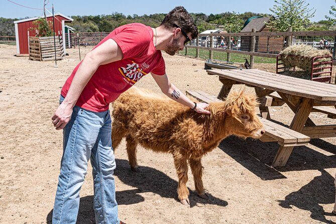 Fredericksburg Cow Cuddling - Price and Value
