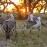 Fredericksburg Safari Tour With Wine Tasting - Transportation, Timing, and Costs