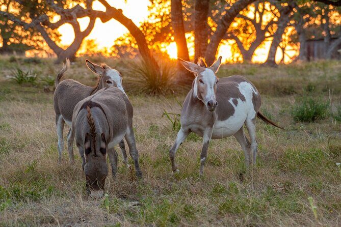 Fredericksburg Safari Tour With Wine Tasting - Transportation, Timing, and Costs
