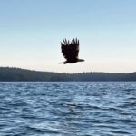 Friday Harbor: Half-Day Family Kayaking and Hiking Tour - The Itinerary in Detail
