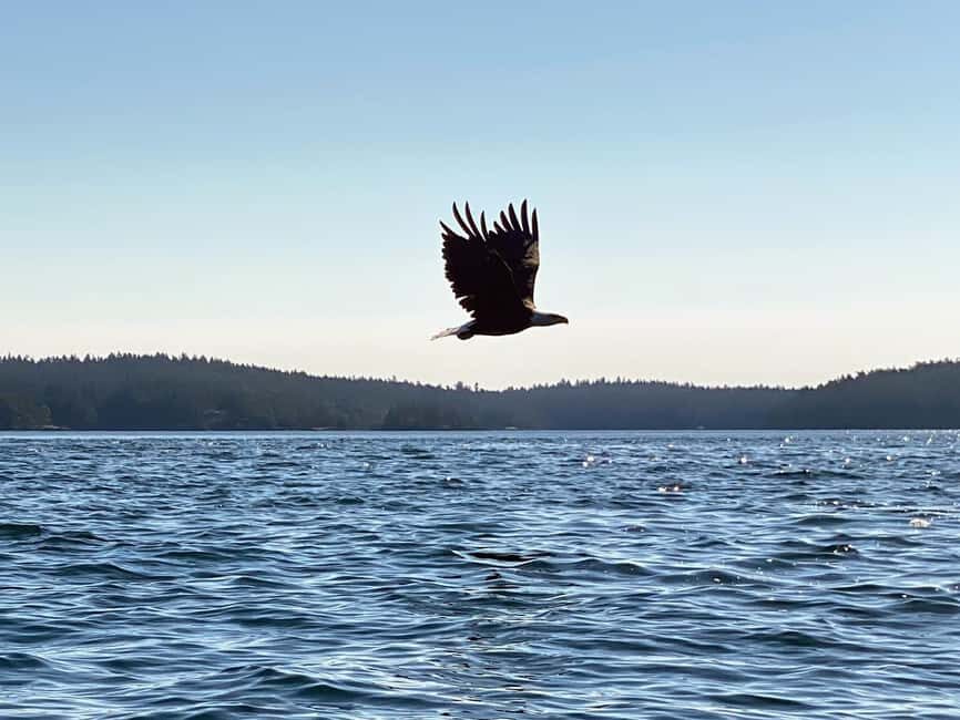 Friday Harbor: Half-Day Family Kayaking and Hiking Tour - The Itinerary in Detail