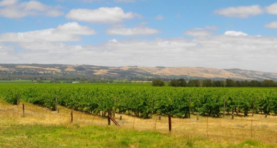 From Adelaide: McLaren Vale Winery Tour with Hahndorf Stop - What’s Not Included and Considerations