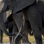 From Agra: Taj Mahal Tour w/ Elephant Conservation - Transportation and Guide Experience