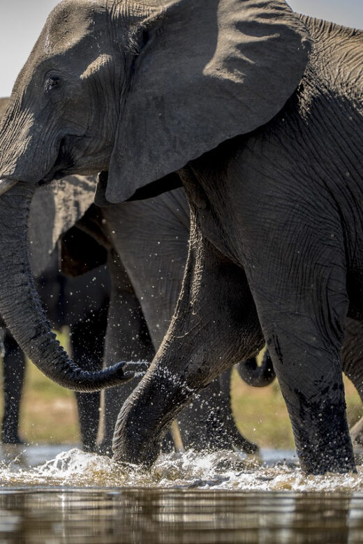 From Agra: Taj Mahal Tour w/ Elephant Conservation - Transportation and Guide Experience