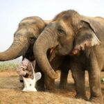 From Agra: Visit to Wildlife SOS Elephant Conservation Trip - The Experience’s Strengths and Considerations