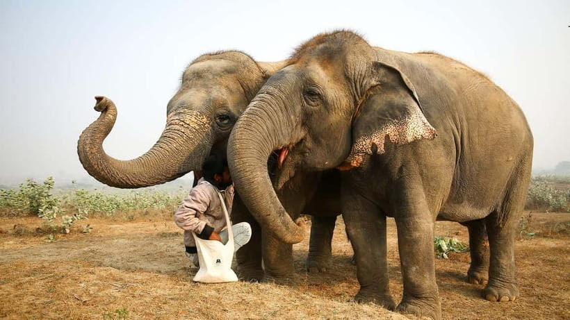 From Agra: Visit to Wildlife SOS Elephant Conservation Trip - Final Thoughts: Who Should Consider This Experience?