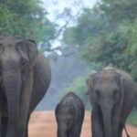 From: Ahungalla/Ambalangoda/Kosgoda/Balapitiya - YALA Safari - Who Is This Tour Best For?