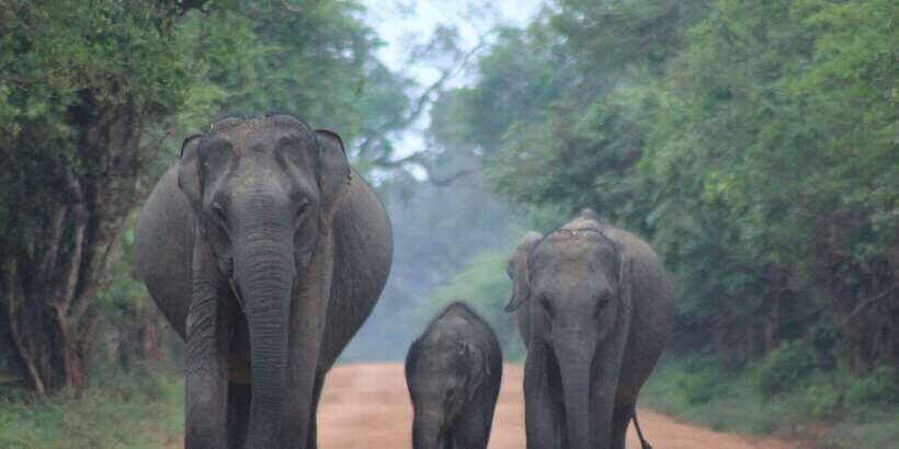 From: Ahungalla/Ambalangoda/Kosgoda/Balapitiya - YALA Safari - Who Is This Tour Best For?