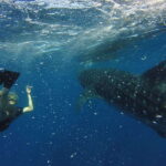 From Akumal: Whale Shark Tour - What Makes This Tour Stand Out?